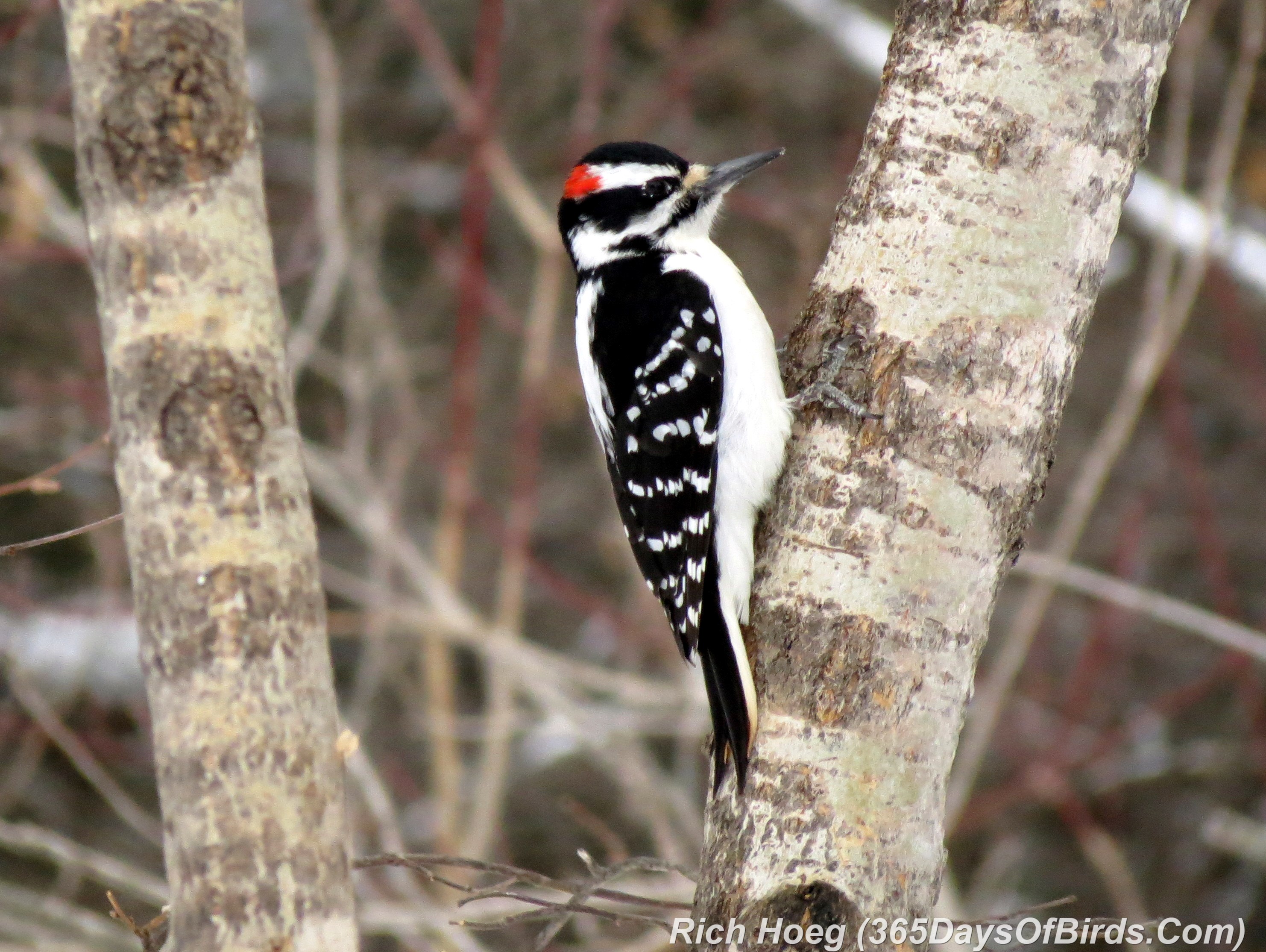 Day 056 Hairy Or Downy Woodpecker 365 Days Of Birds