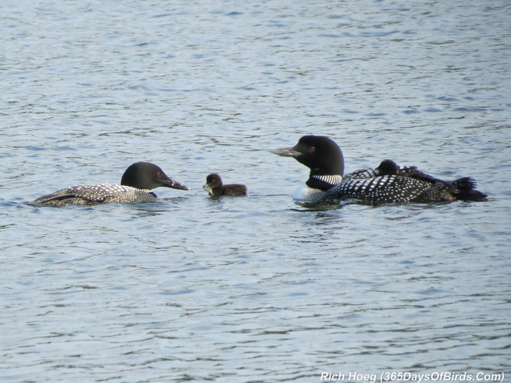 Day 164: Common Loon Parents and Chicks (photos) - 365 Days of Birds