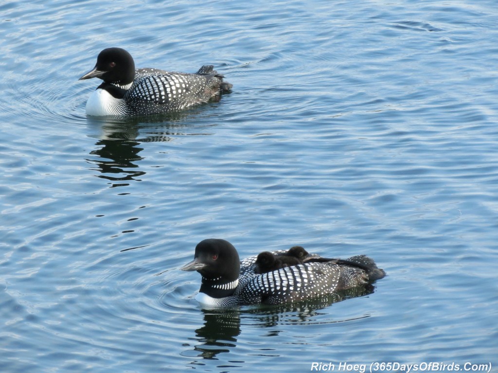 Day 164: Common Loon Parents and Chicks (photos) - 365 Days of Birds