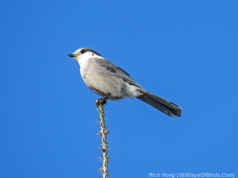 Boreal Bog Birds | 365 Days of Birds