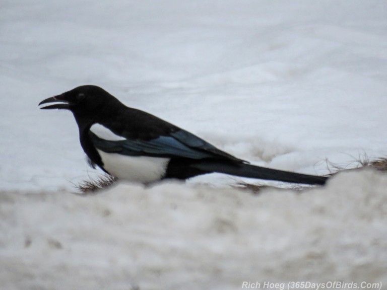 Boreal Bog Birds | 365 Days of Birds
