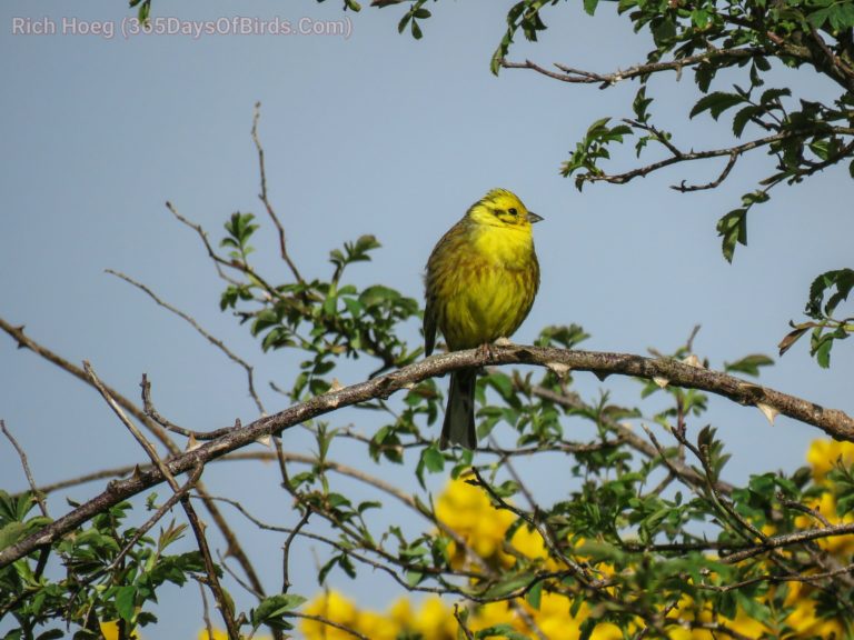 The Yellow Birds of Scotland! | 365 Days of Birds
