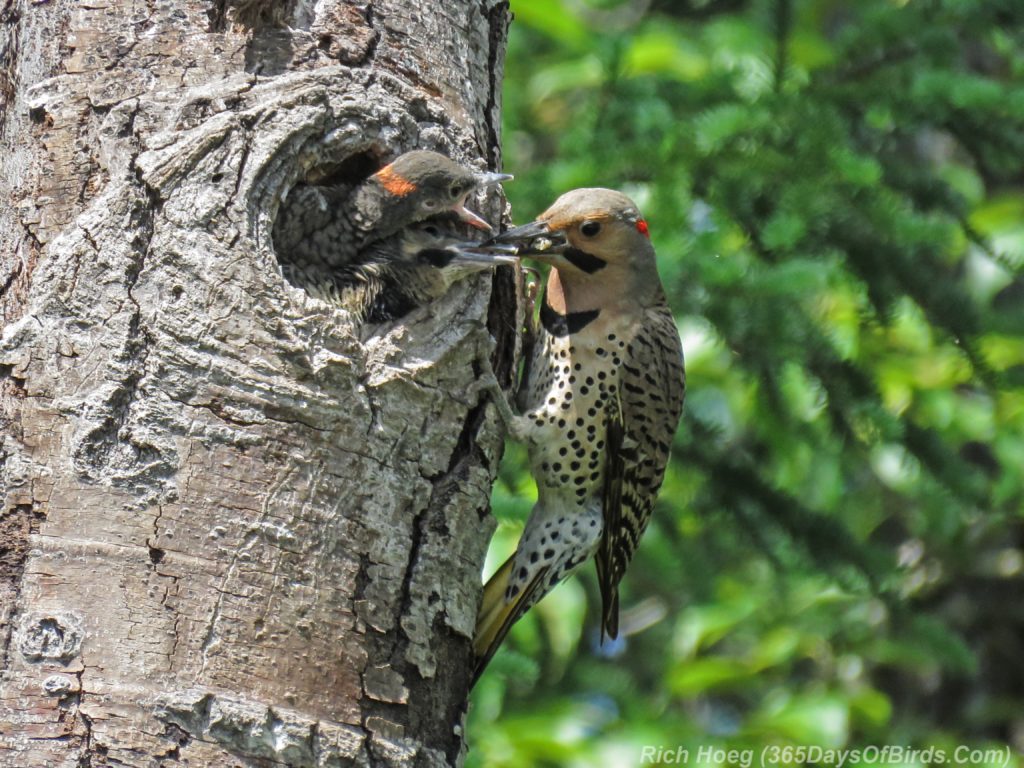 And yet more Flicker kids! (Yellow-Shafted Flicker) - 365 Days of Birds