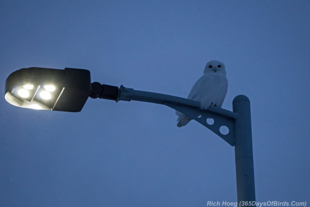 Crow Attacking Snowy Owl at Dawn (video) - 365 Days of Birds