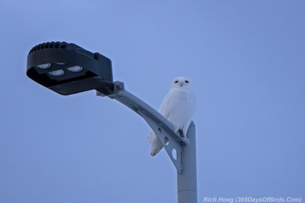 Crow Attacking Snowy Owl at Dawn (video) - 365 Days of Birds