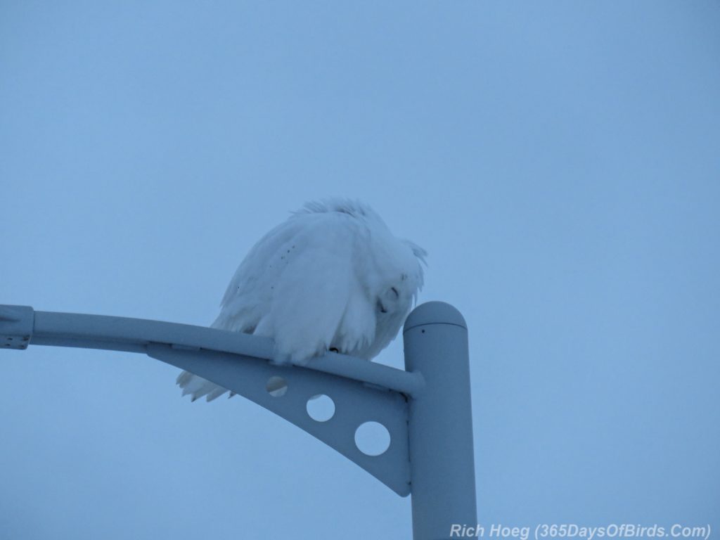 Crow Attacking Snowy Owl at Dawn (video) - 365 Days of Birds