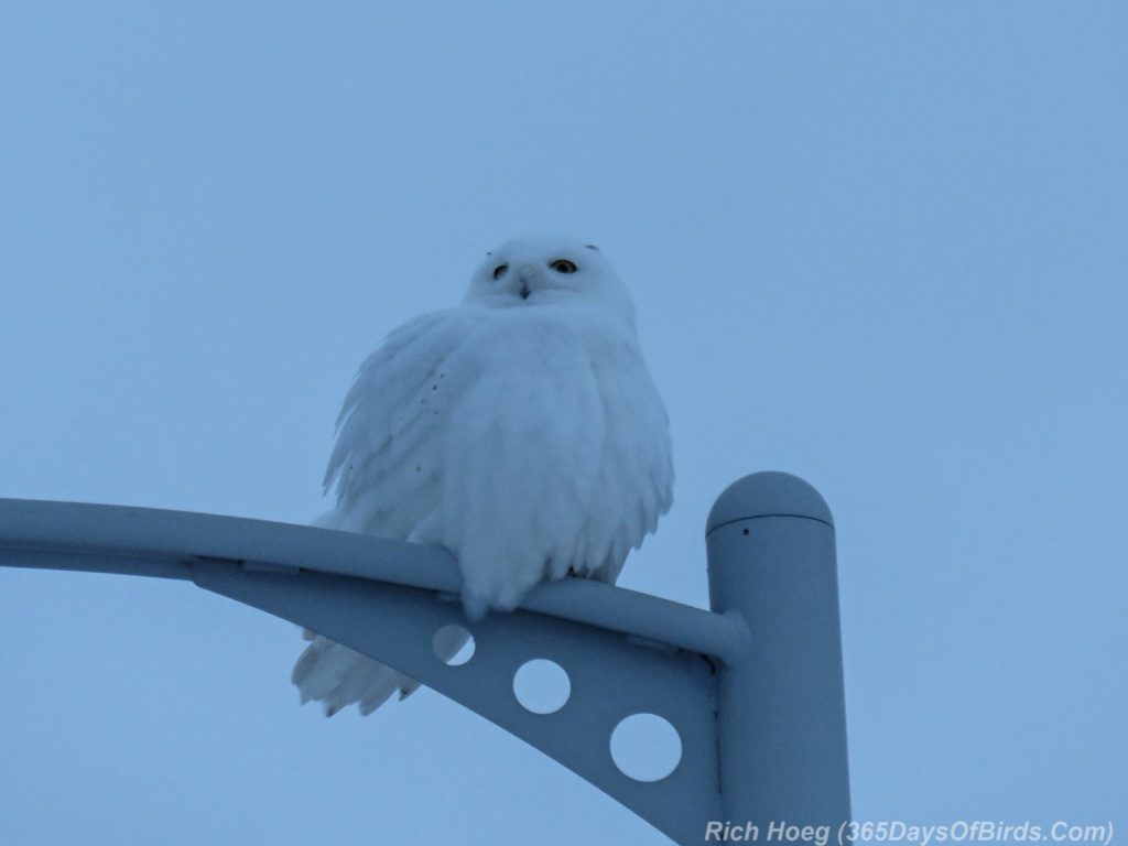 Crow Attacking Snowy Owl at Dawn (video) - 365 Days of Birds