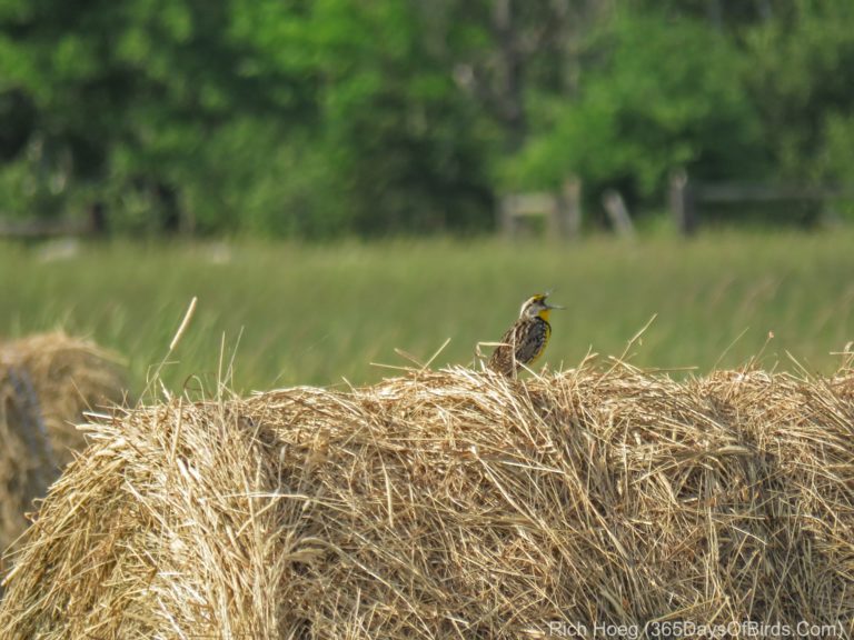 Summer’s Birds | 365 Days of Birds