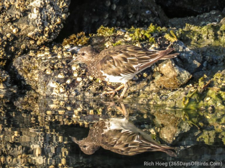 Haida Gwaii! | 365 Days of Birds
