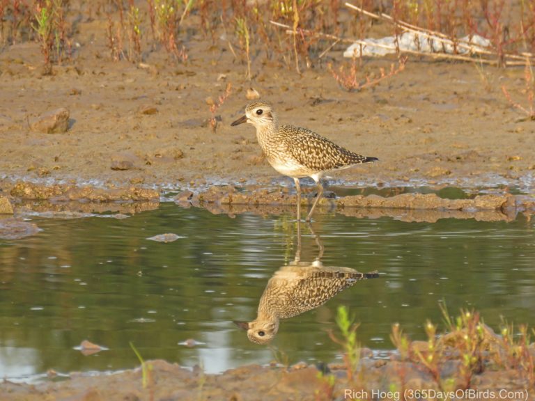 Shorebird Identification | 365 Days of Birds