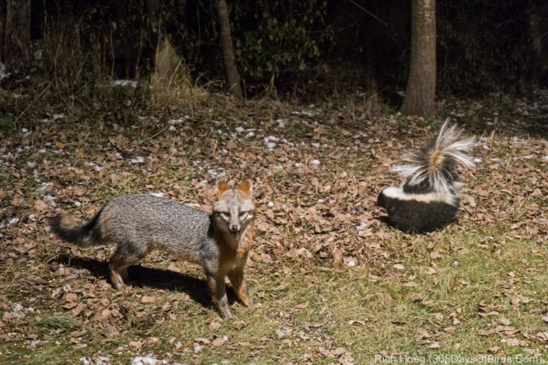 Foxes Meet the Skunk! (video) | 365 Days of Birds