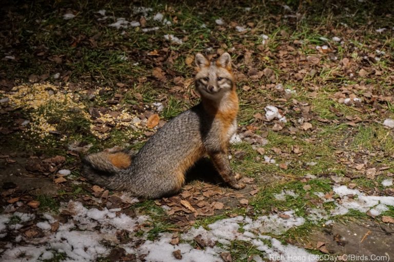 Gray Fox Watch! (video) | 365 Days of Birds