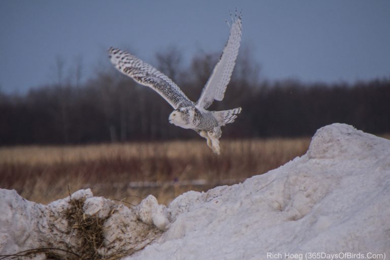Snowy Owl Fight! | 365 Days of Birds