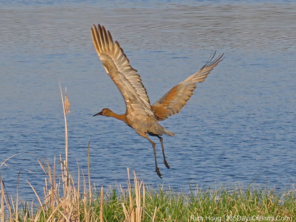 Birds With Long Legs! - 365 Days of Birds