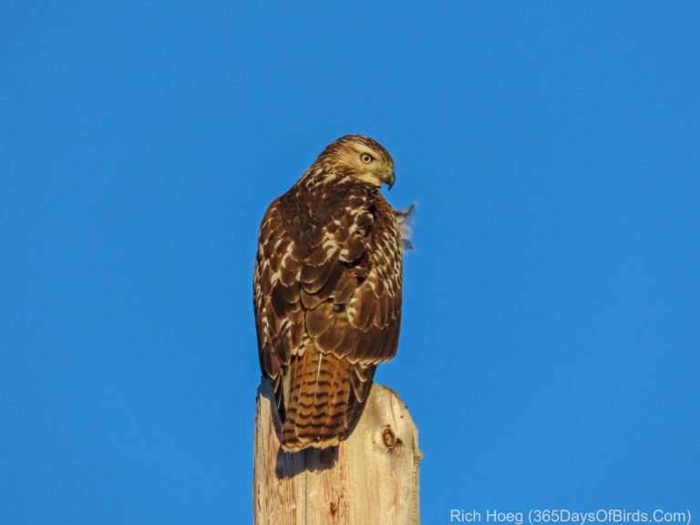 Canon SX70 Review: Snowy Owls & Spruce Grouse | 365 Days of Birds