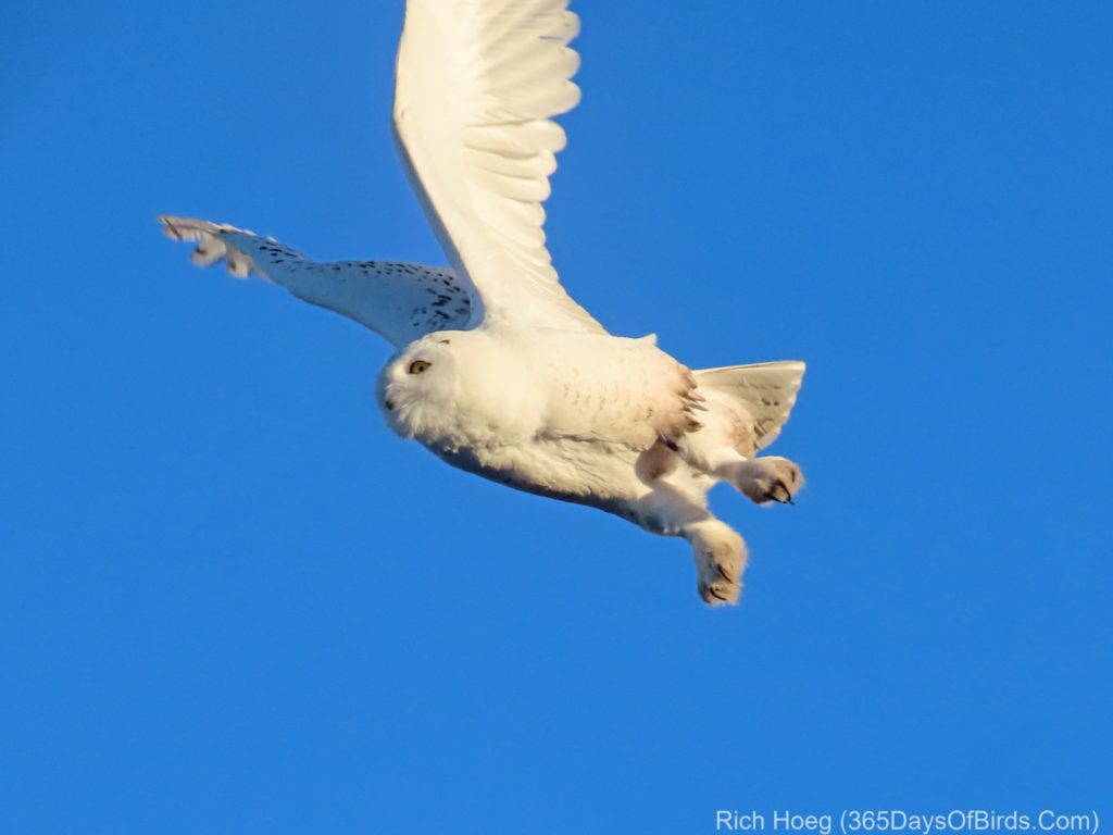 Canon SX70 Review: Snowy Owls & Spruce Grouse - 365 Days of Birds