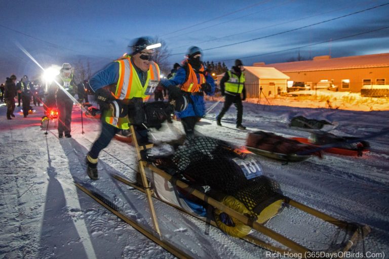 Arrowhead 135 Winter Ultra Marathon | 365 Days of Birds