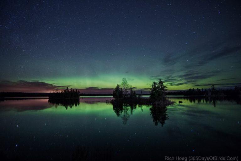 MN North: Boulder Lake | 365 Days of Birds