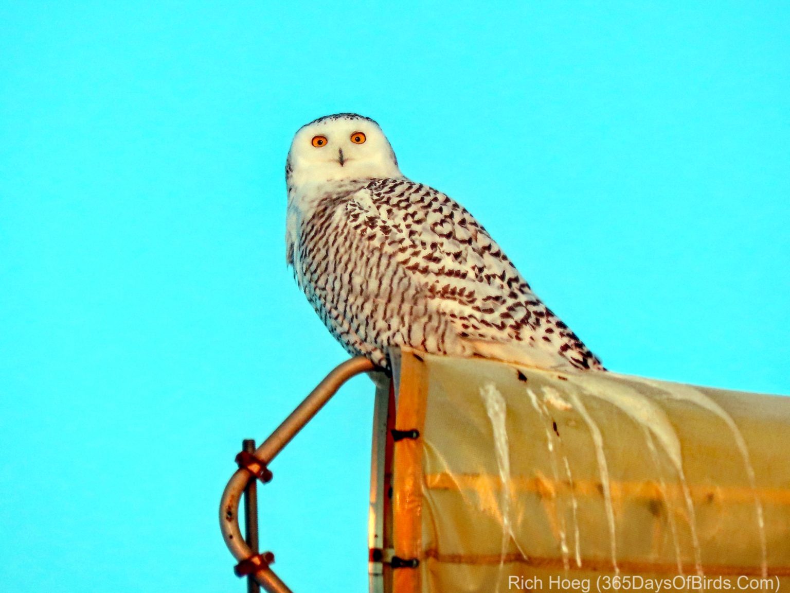 Snowy Owl Ready for Take-Off | 365 Days of Birds