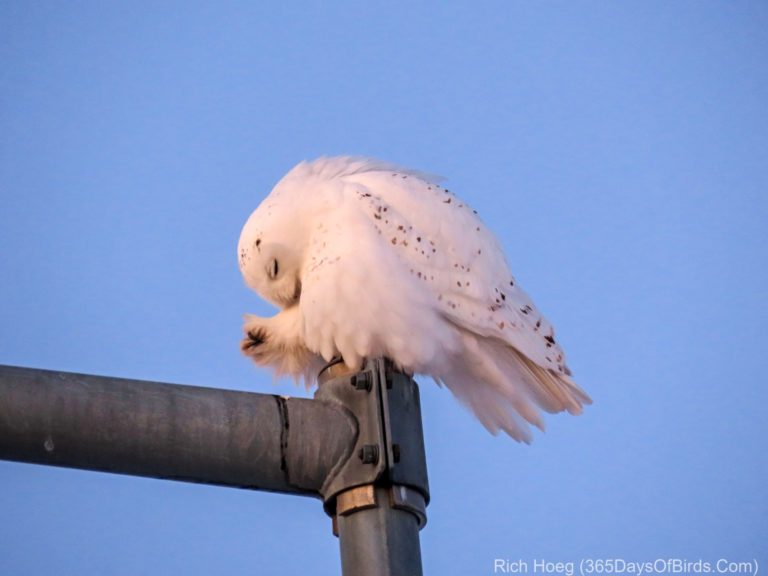 Crescent Moon Snowy Owl | 365 Days of Birds