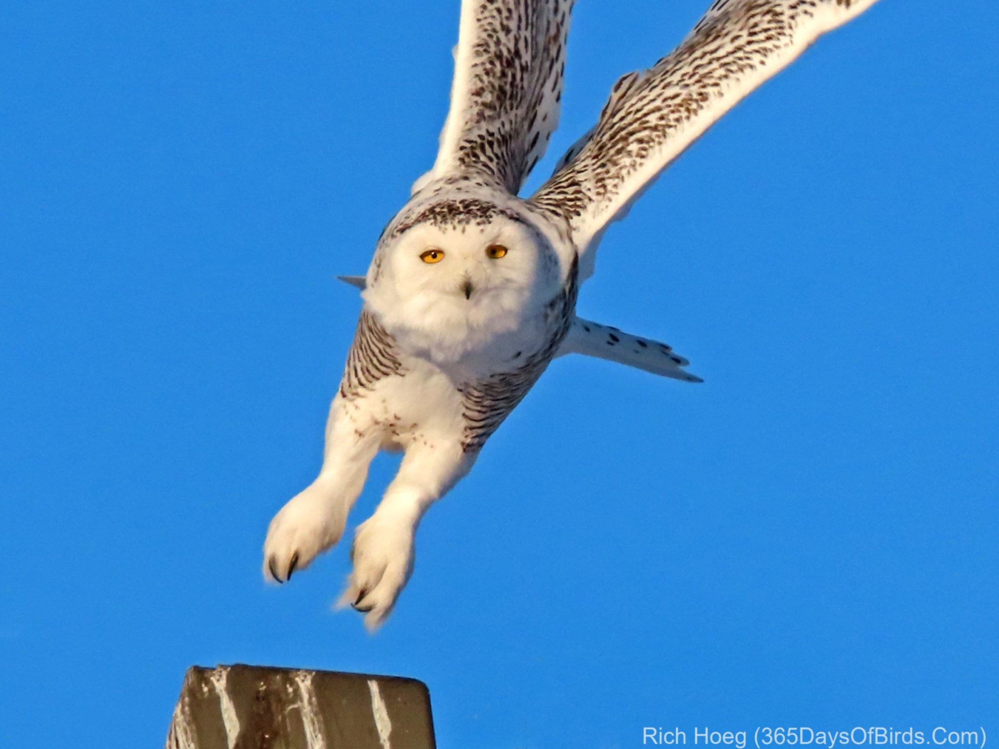 Book Ending Lake Superior: Sea Smoke and Snowy Owls | 365 Days of Birds