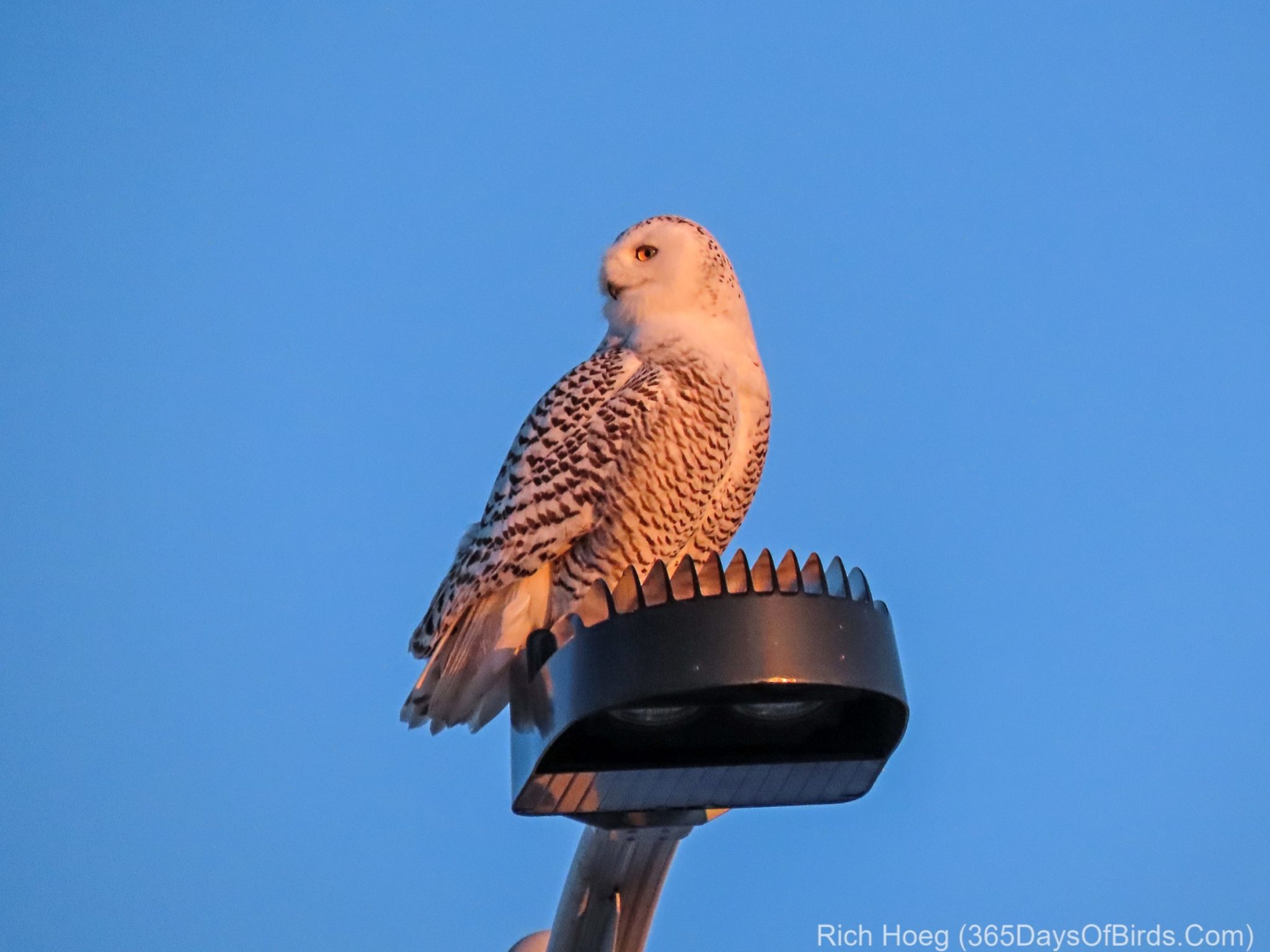 Lady Eats a Vole (Snowy Owl) | 365 Days of Birds