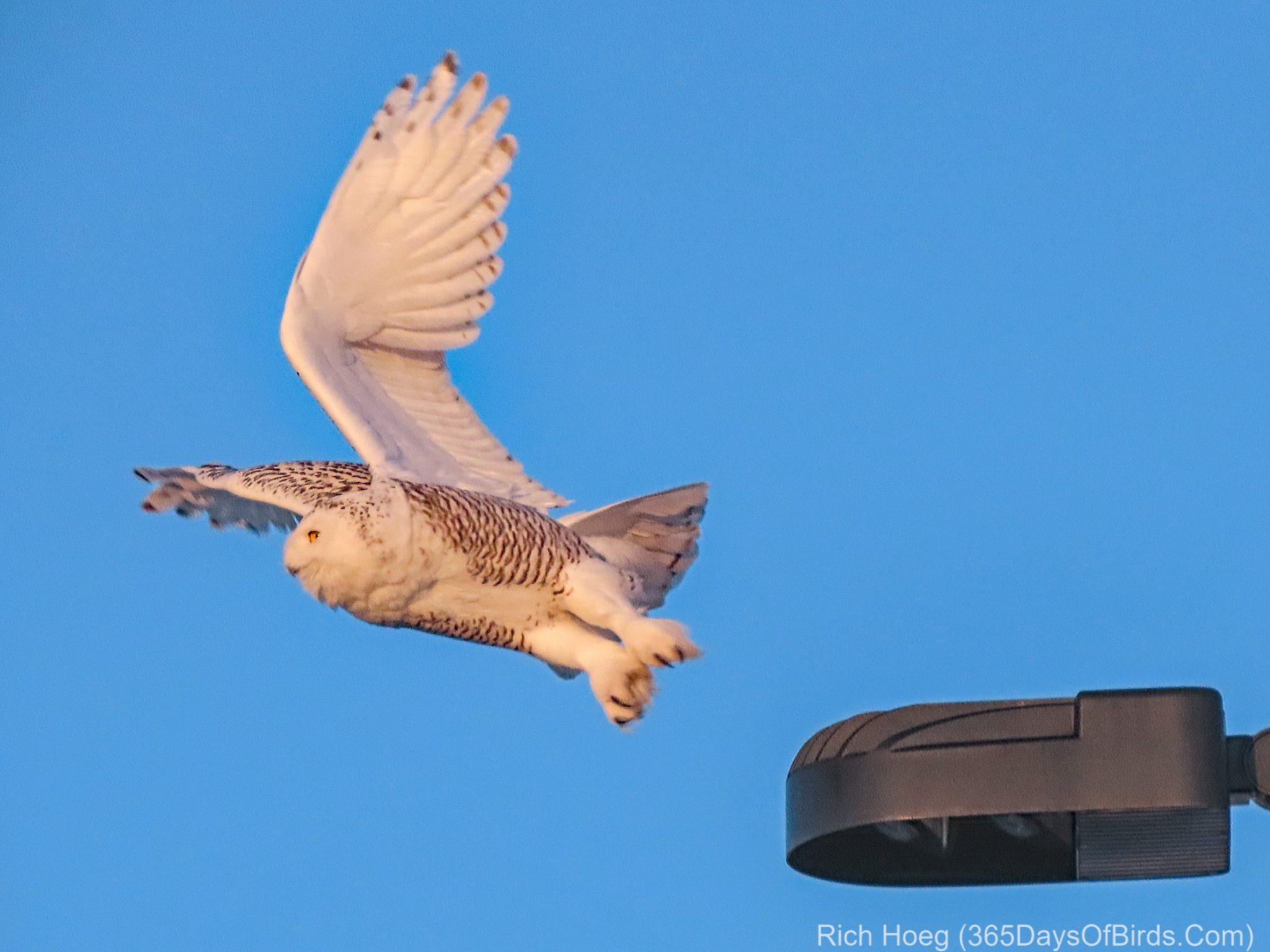 Lady Eats a Vole (Snowy Owl) | 365 Days of Birds