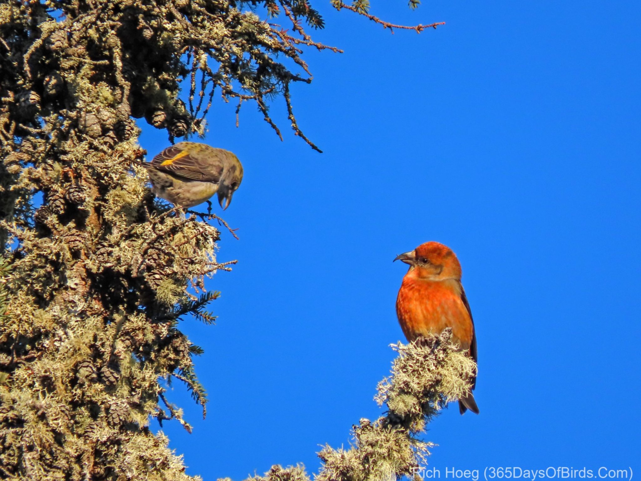 Boreal Bird Bonanza: Red Crossbill Nest Building! | 365 Days of Birds