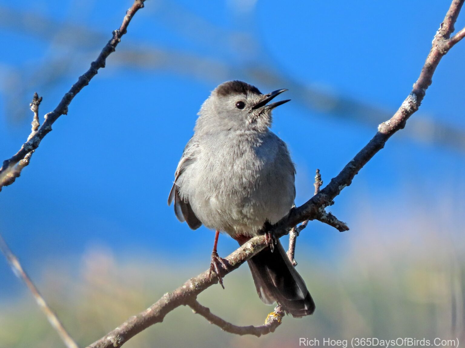 Cabin Birds | 365 Days of Birds