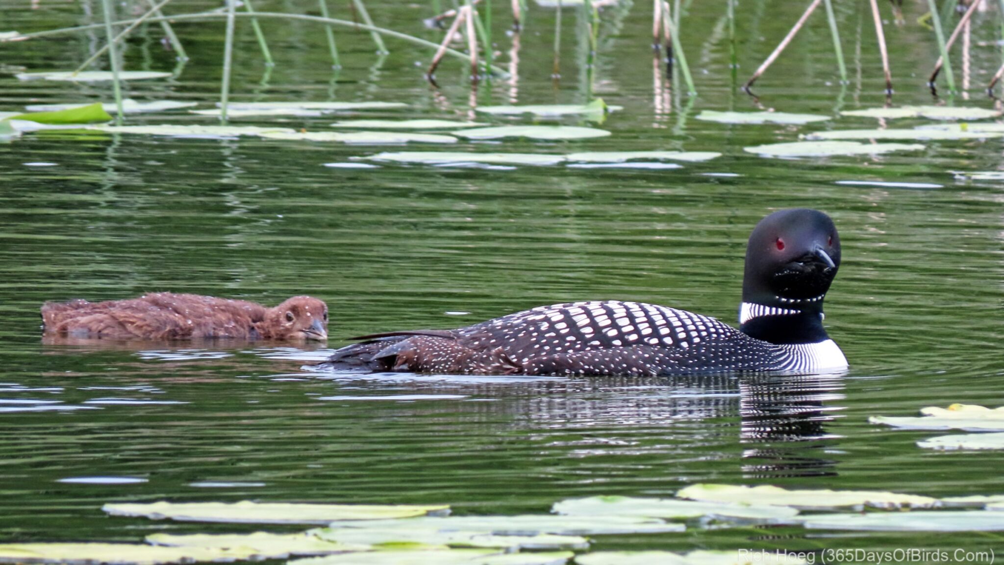 Composing Your Bird Photographs (Common Loons) | 365 Days of Birds