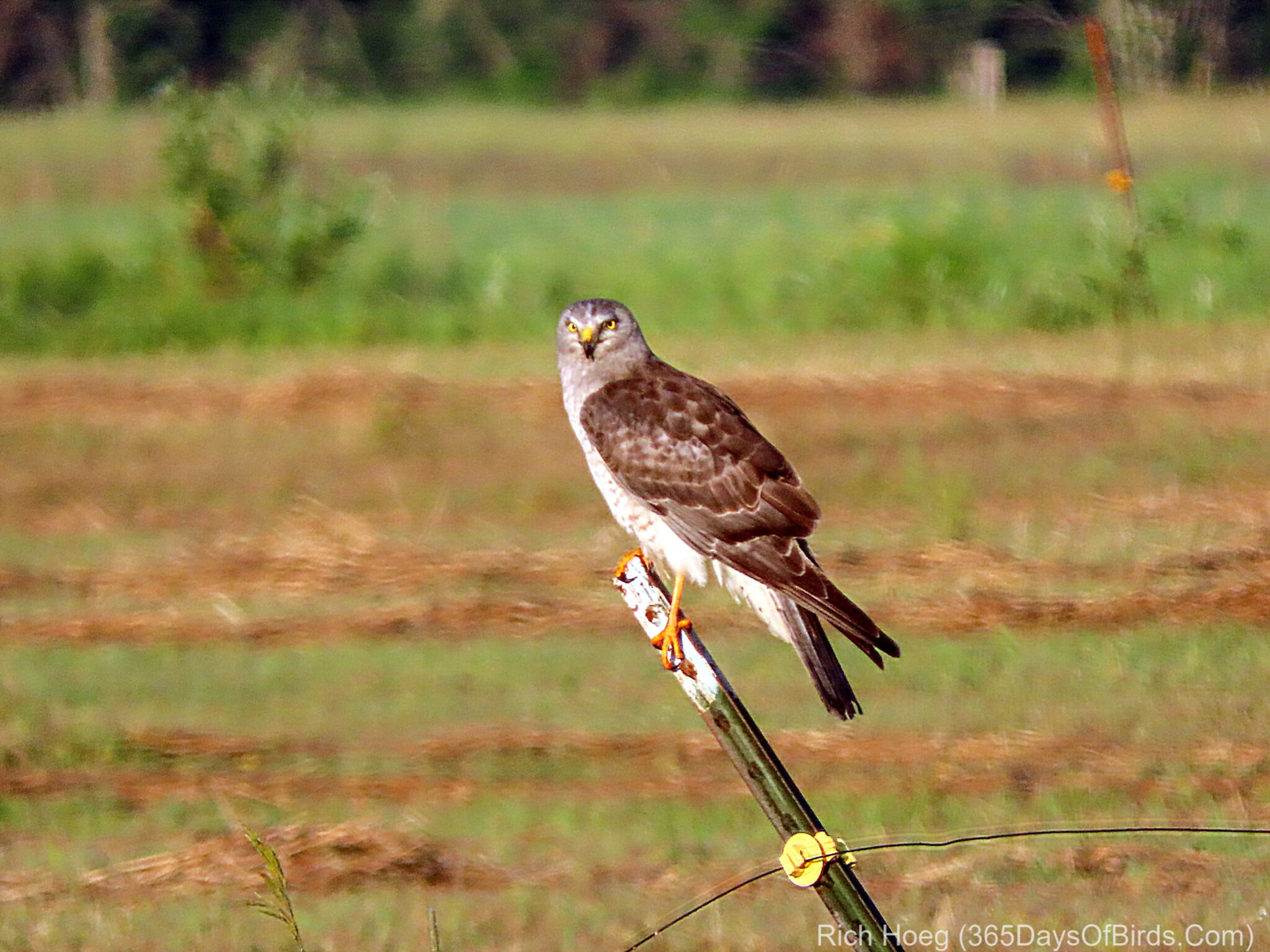 Northern Harrier at Dawn! | 365 Days of Birds