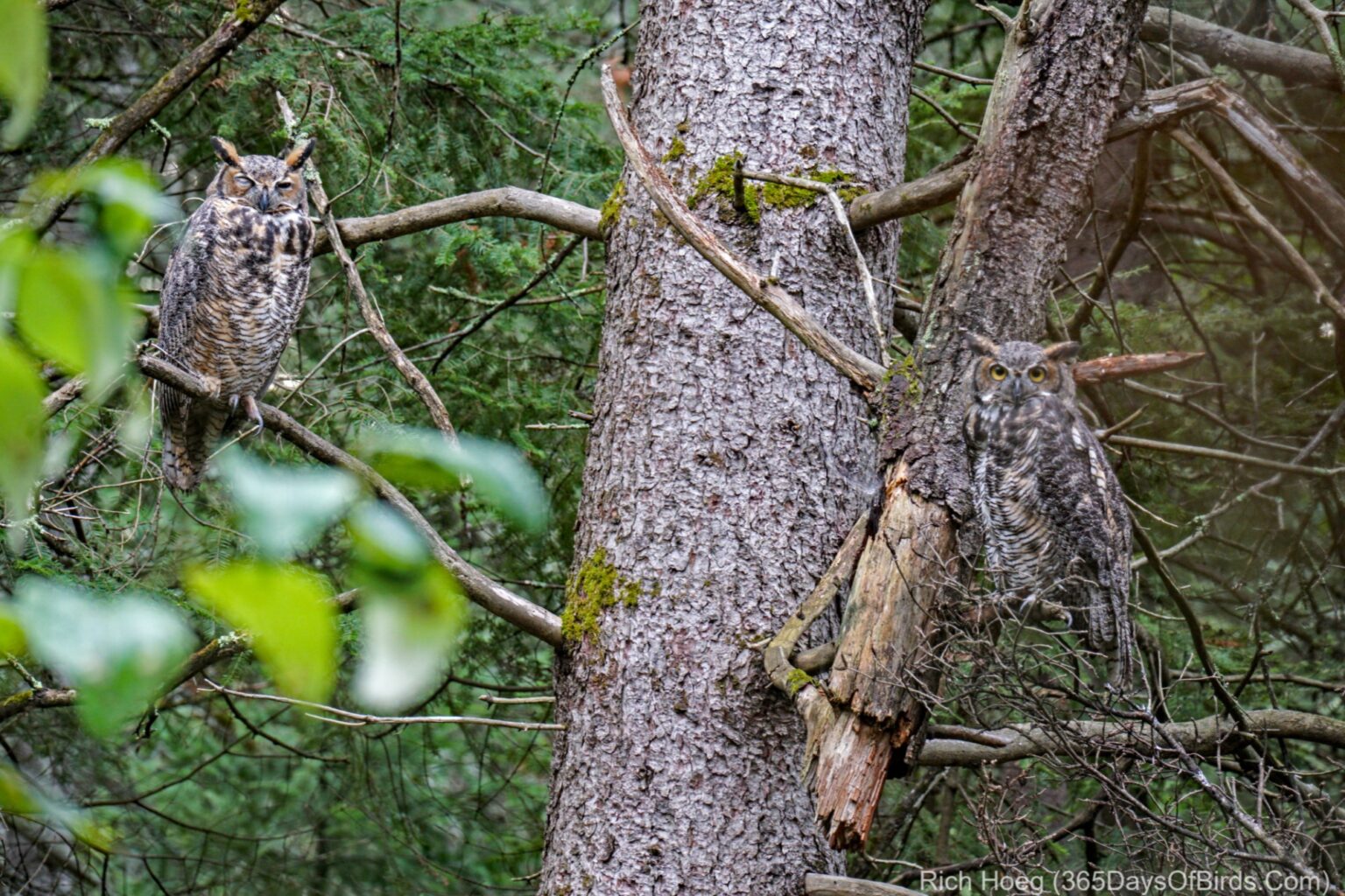 1/2 Year of Hoot the Great Horned Owl! | 365 Days of Birds
