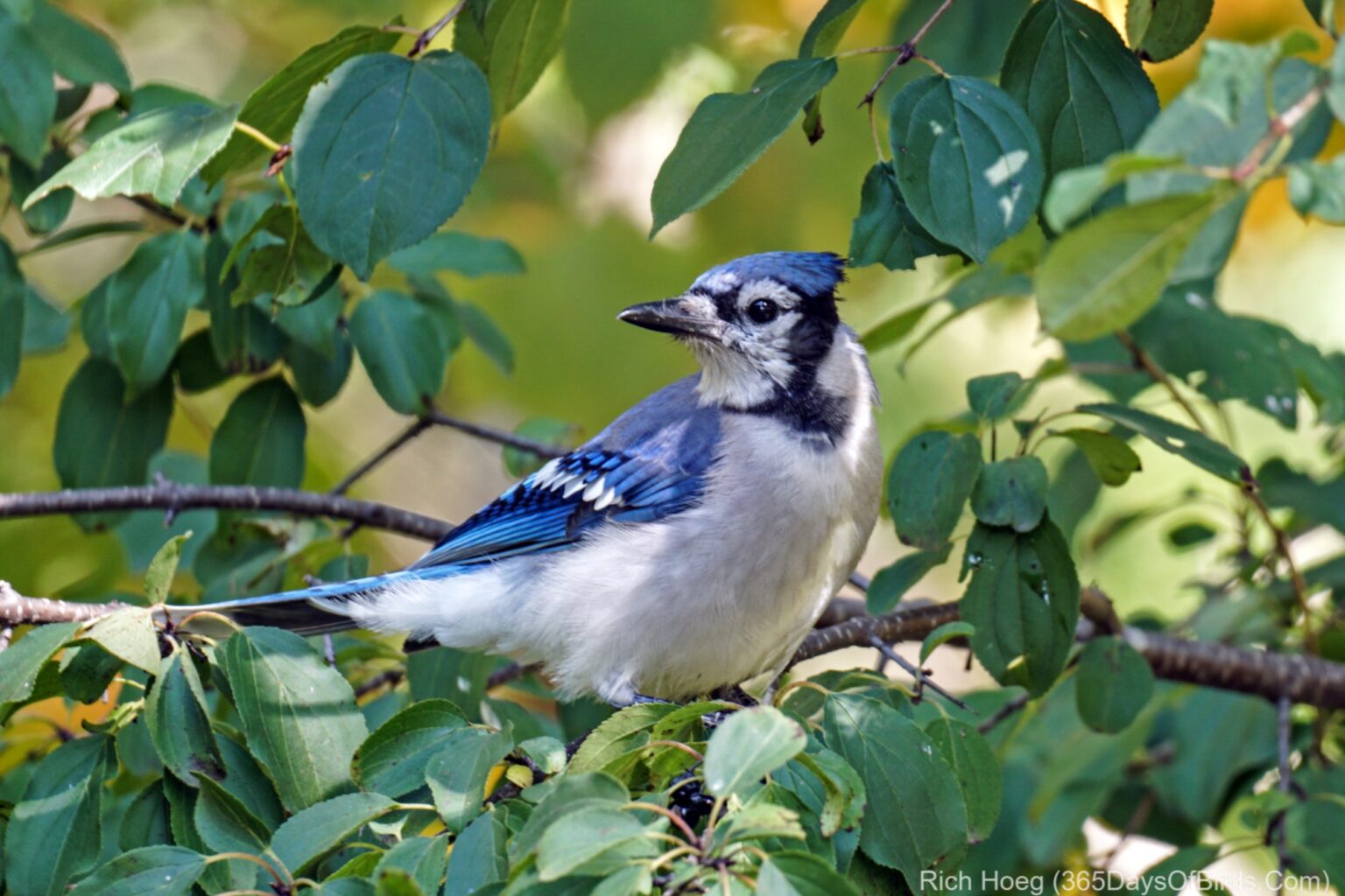 48,056 Blue Jays Can’t Be Wrong! | 365 Days of Birds