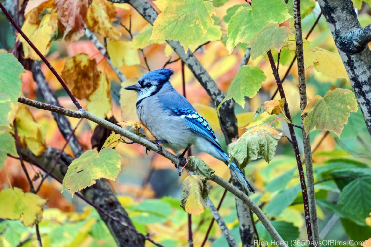 Fall Colors! | 365 Days of Birds