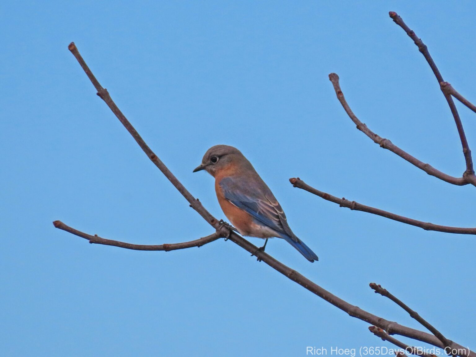 Bluebirds and High Step Hiking! | 365 Days of Birds