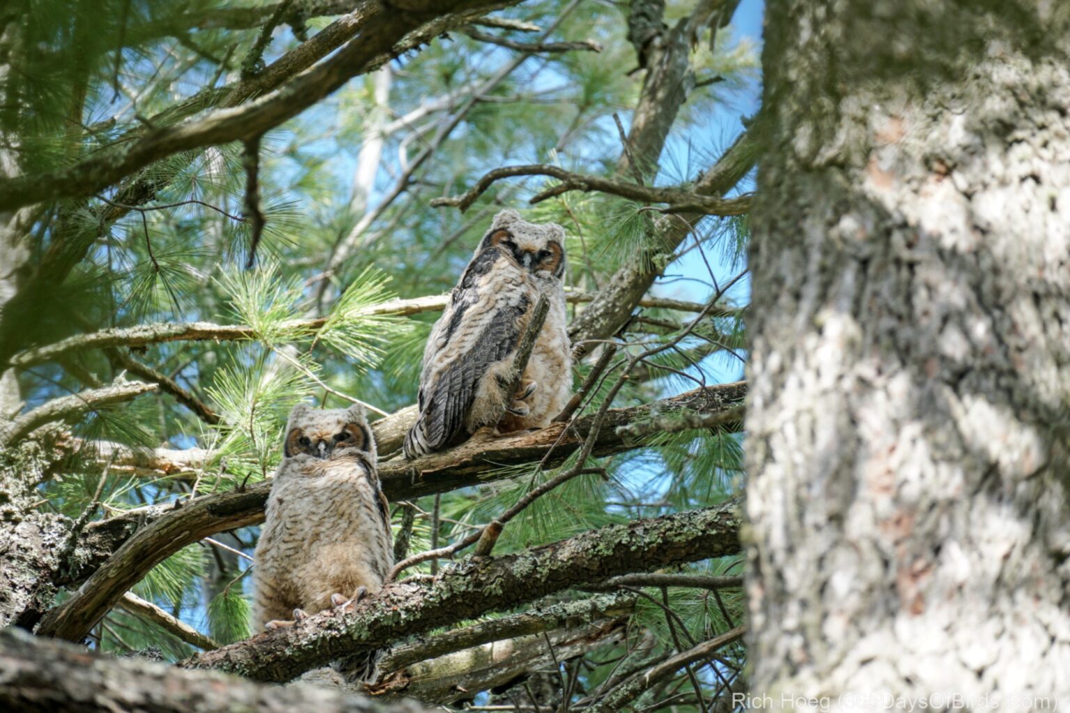 Owl Check-In / Digital Zoom Review | 365 Days of Birds