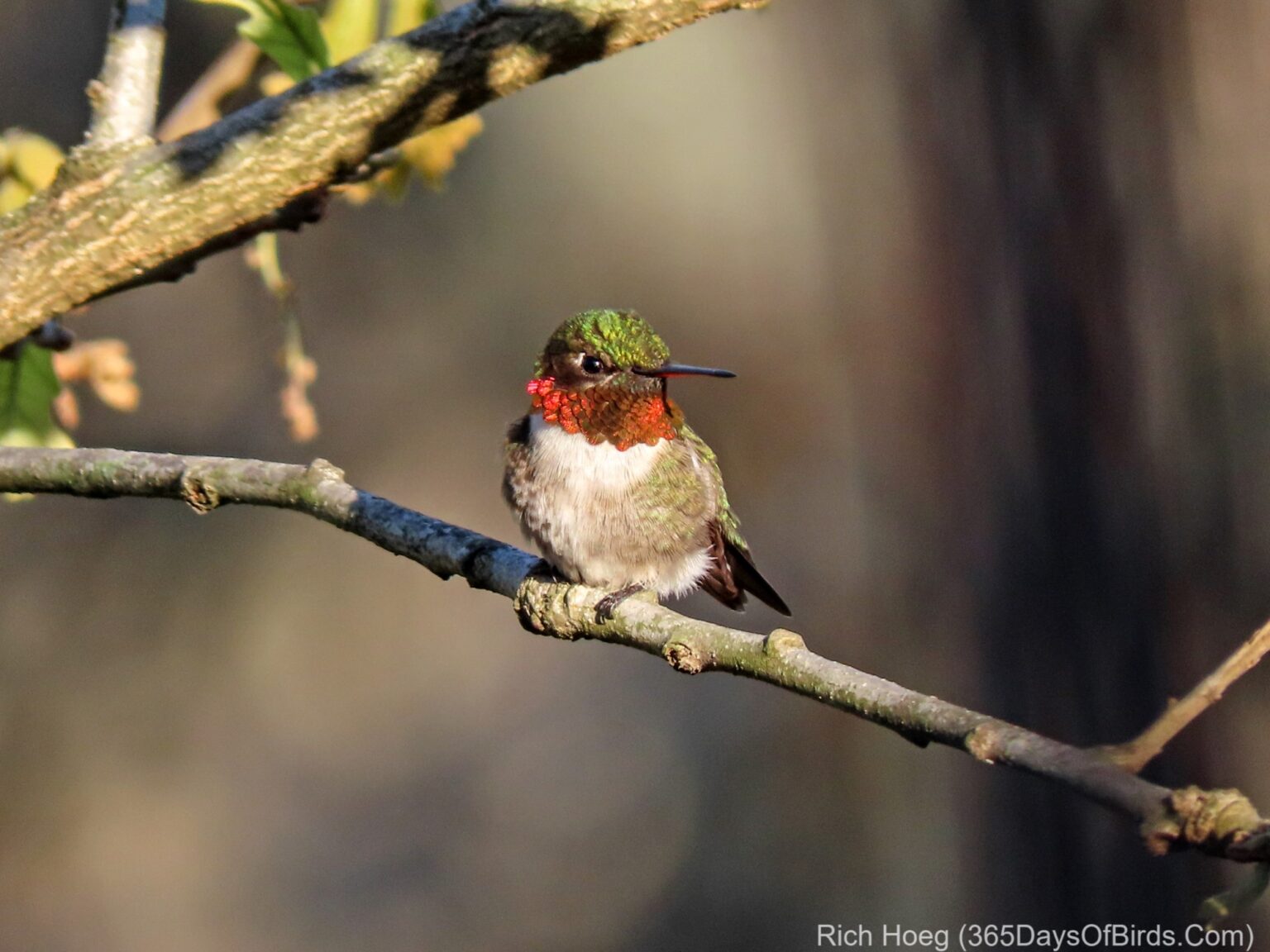 Ozark Mountains Colors | 365 Days of Birds