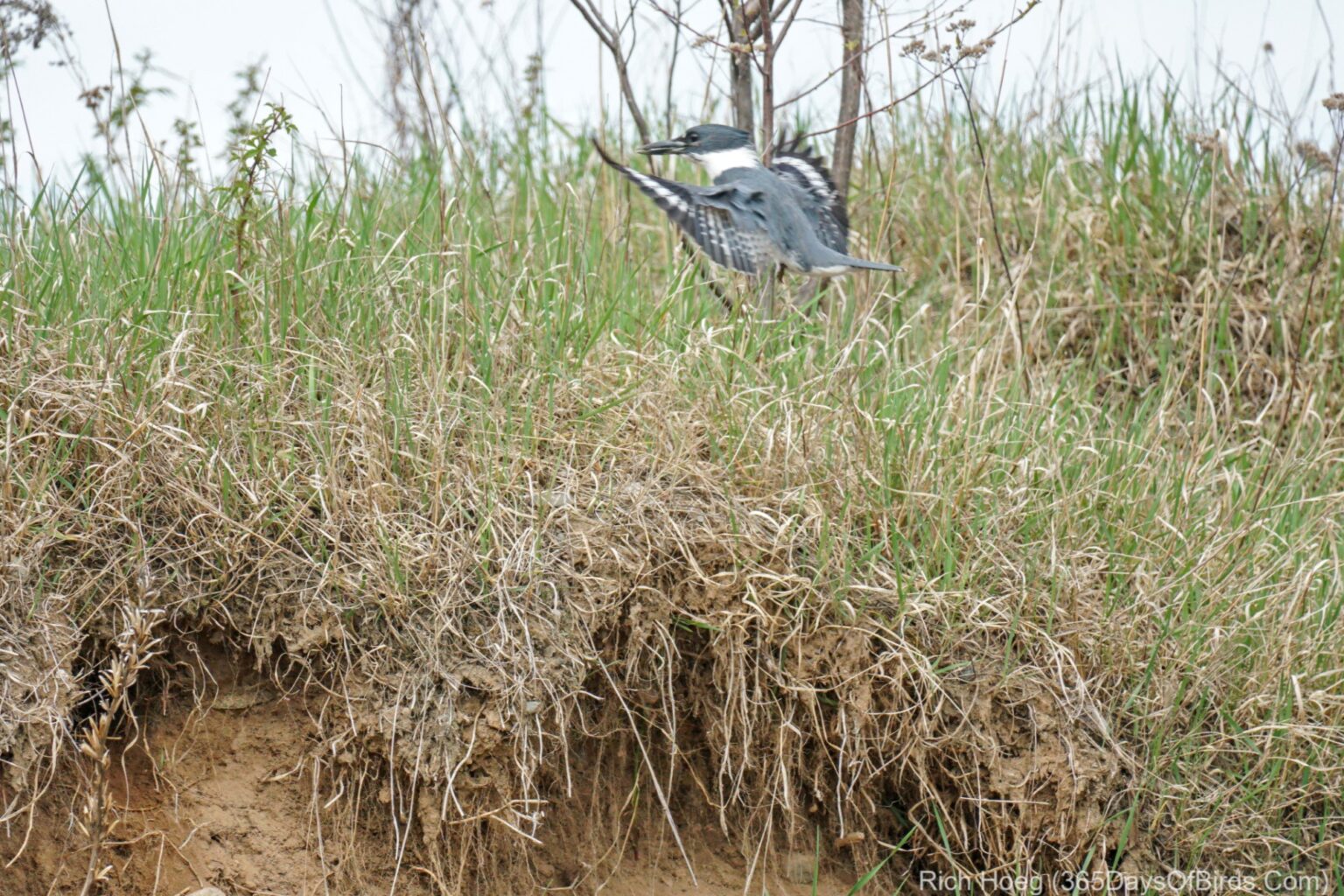 Sax-Zim Bog in the Spring and Summer | 365 Days of Birds