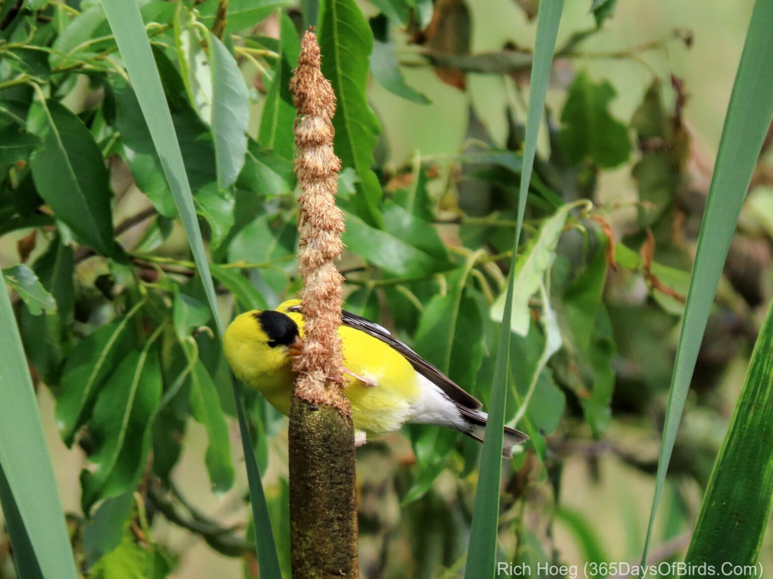 Cattails! The Circle of Food | 365 Days of Birds