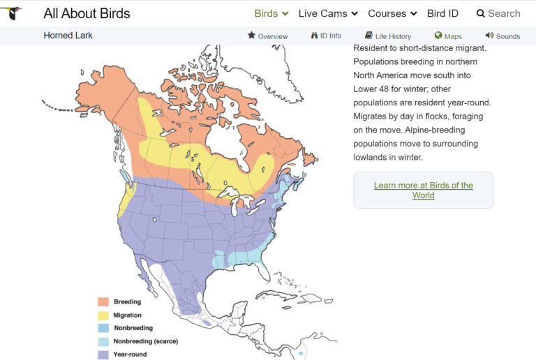 Snow Bunting Snow Storm (and Fu Manchu Bird!) | 365 Days of Birds