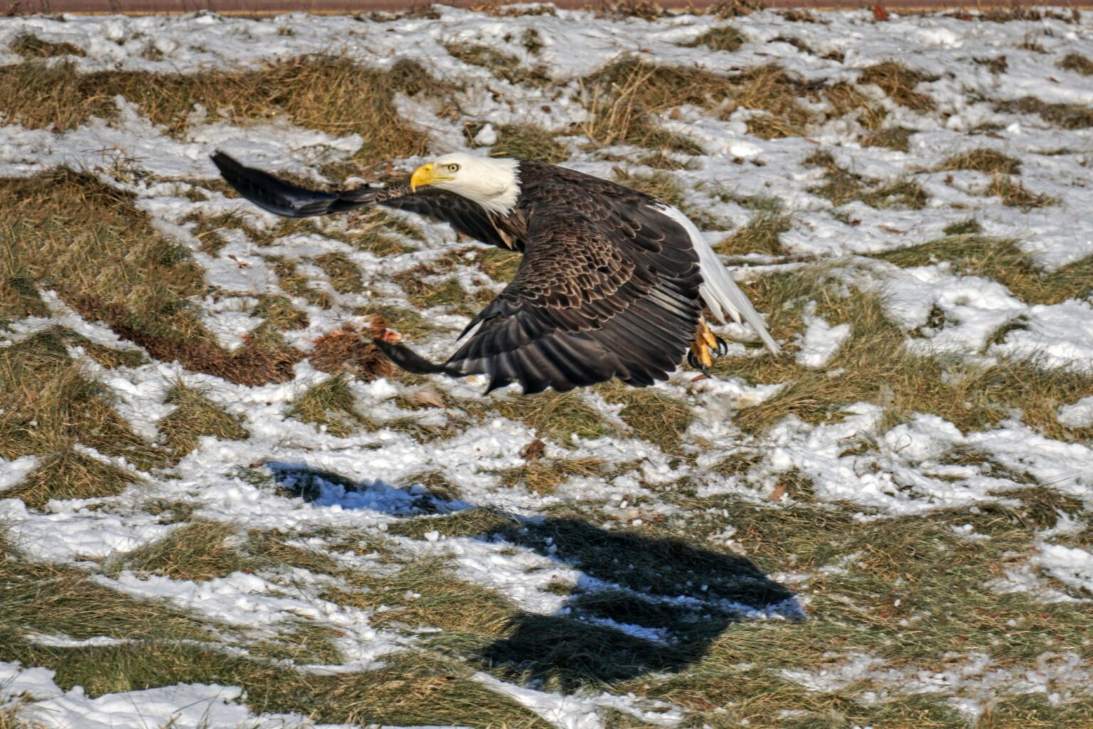 Bald Eagle Take-Off | 365 Days of Birds