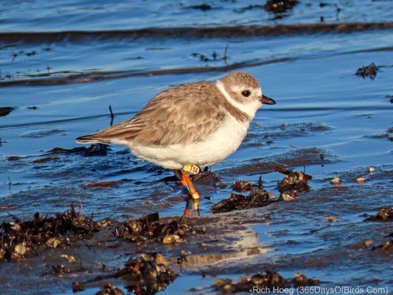 Piping Plover Migration Distance! | 365 Days of Birds