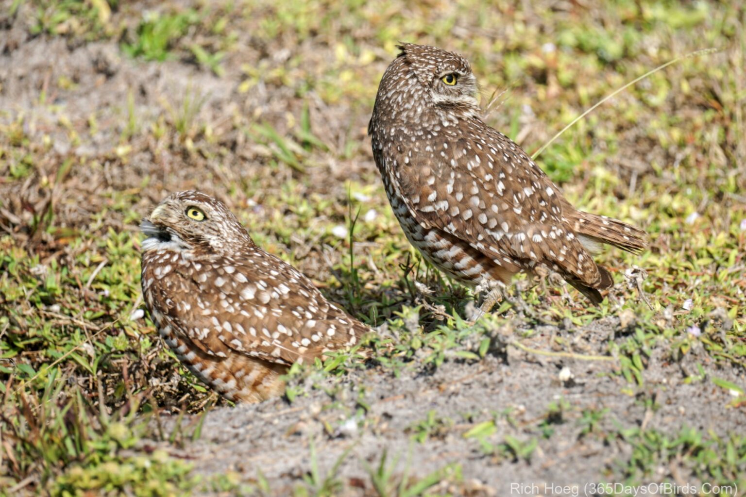 Owls: The Long and the Short of It! | 365 Days of Birds
