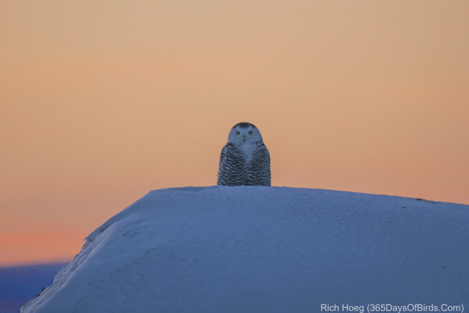 Sunset Snowy Owl Take-Off on the Arctic Riviera | 365 Days of Birds
