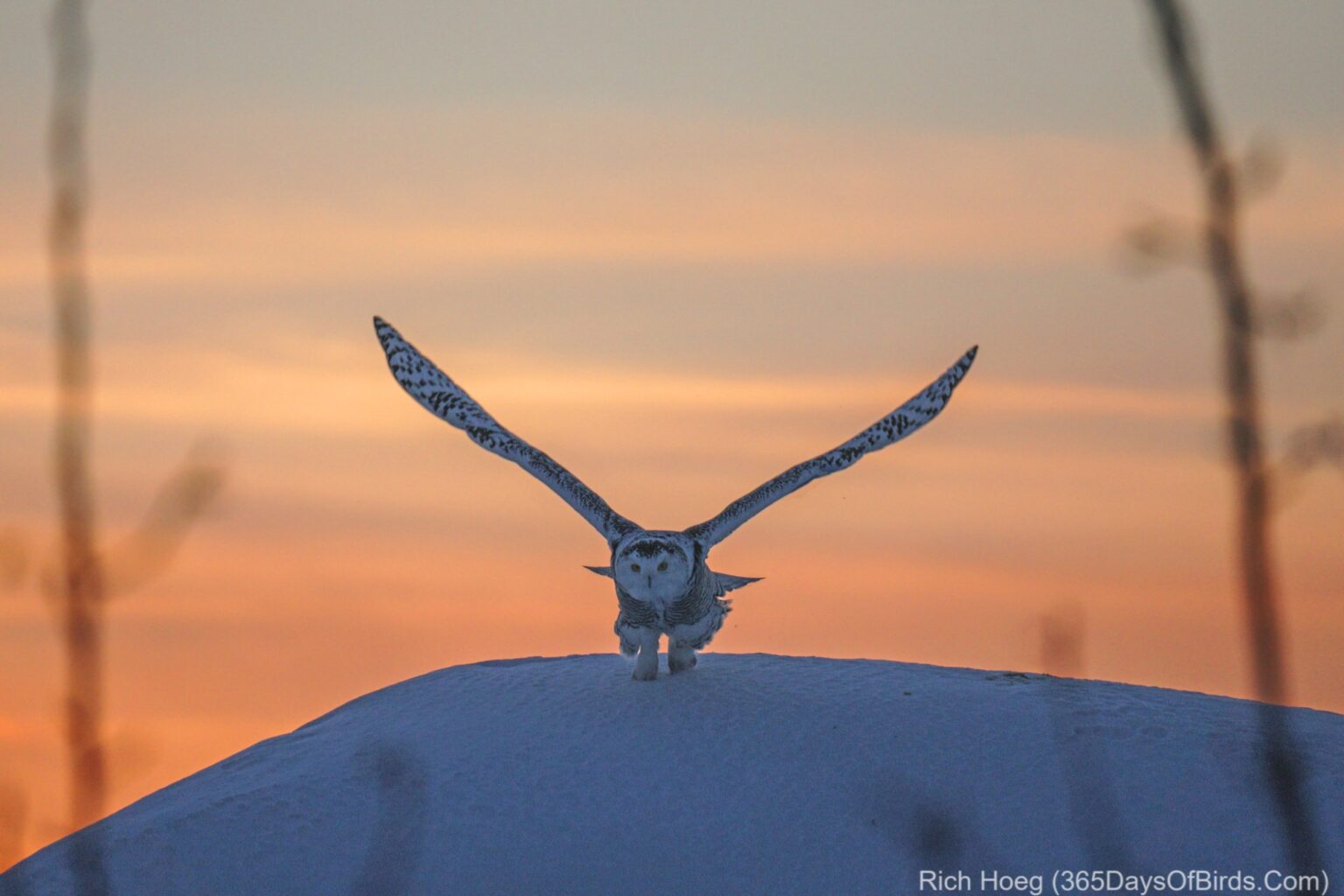 Sunset Snowy Owl Take-Off on the Arctic Riviera | 365 Days of Birds