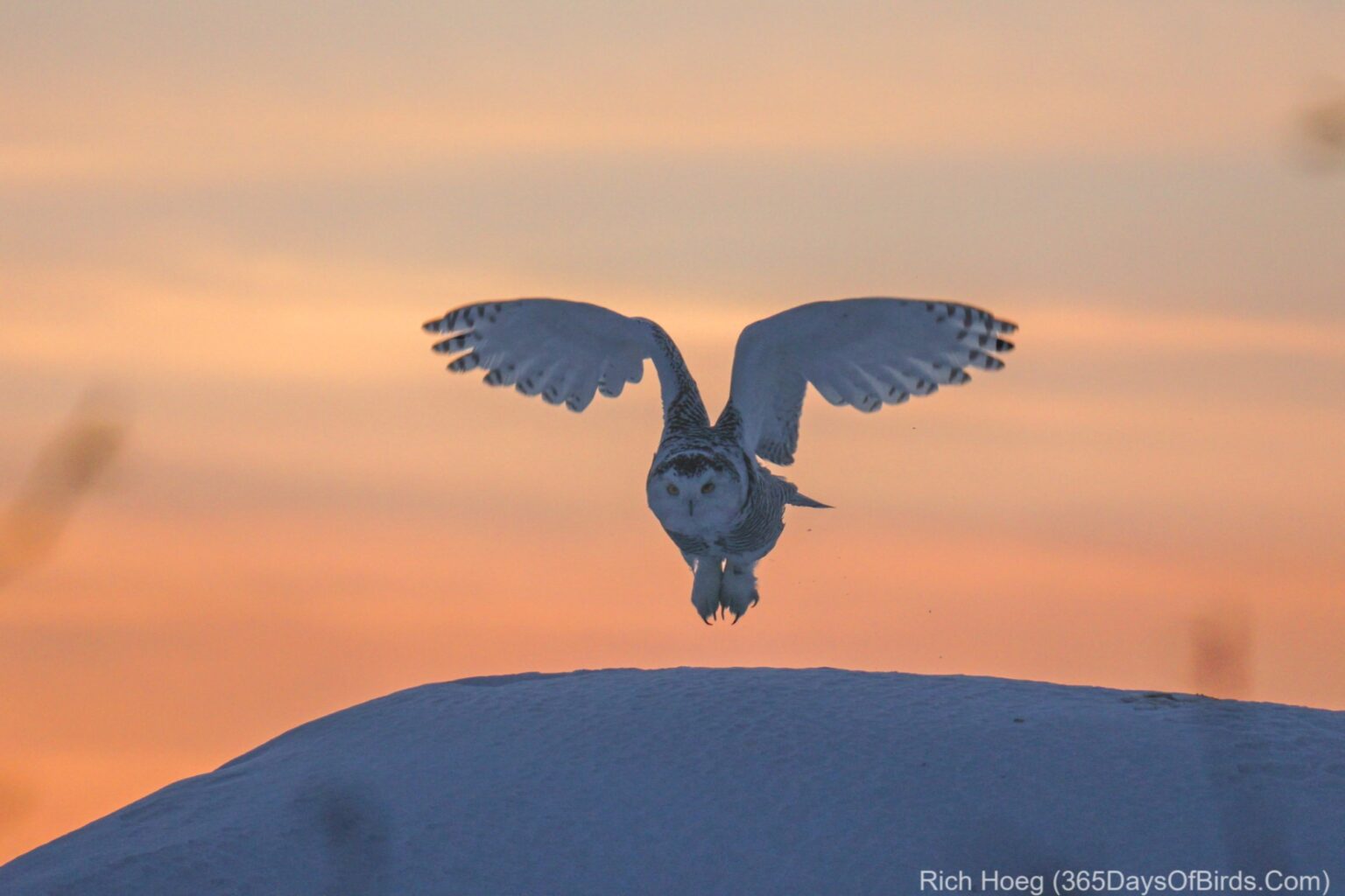 Sunset Snowy Owl Take-Off on the Arctic Riviera | 365 Days of Birds