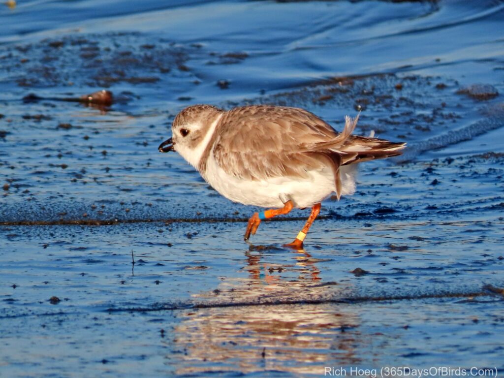 Piping Plover Migration Distance! - 365 Days of Birds