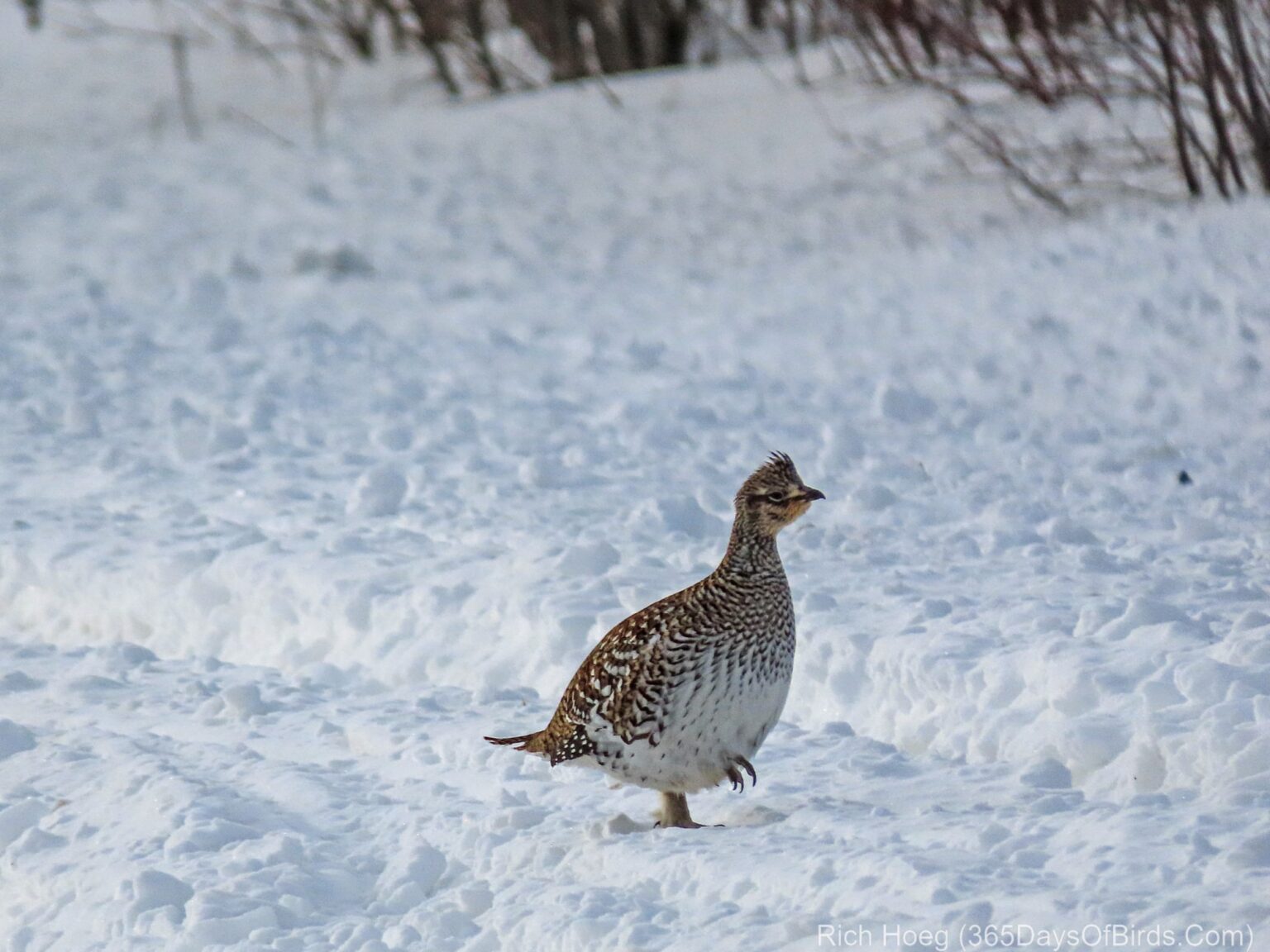 The Big Bog / Upper Red Lake Boreal Forest Birding | 365 Days of Birds