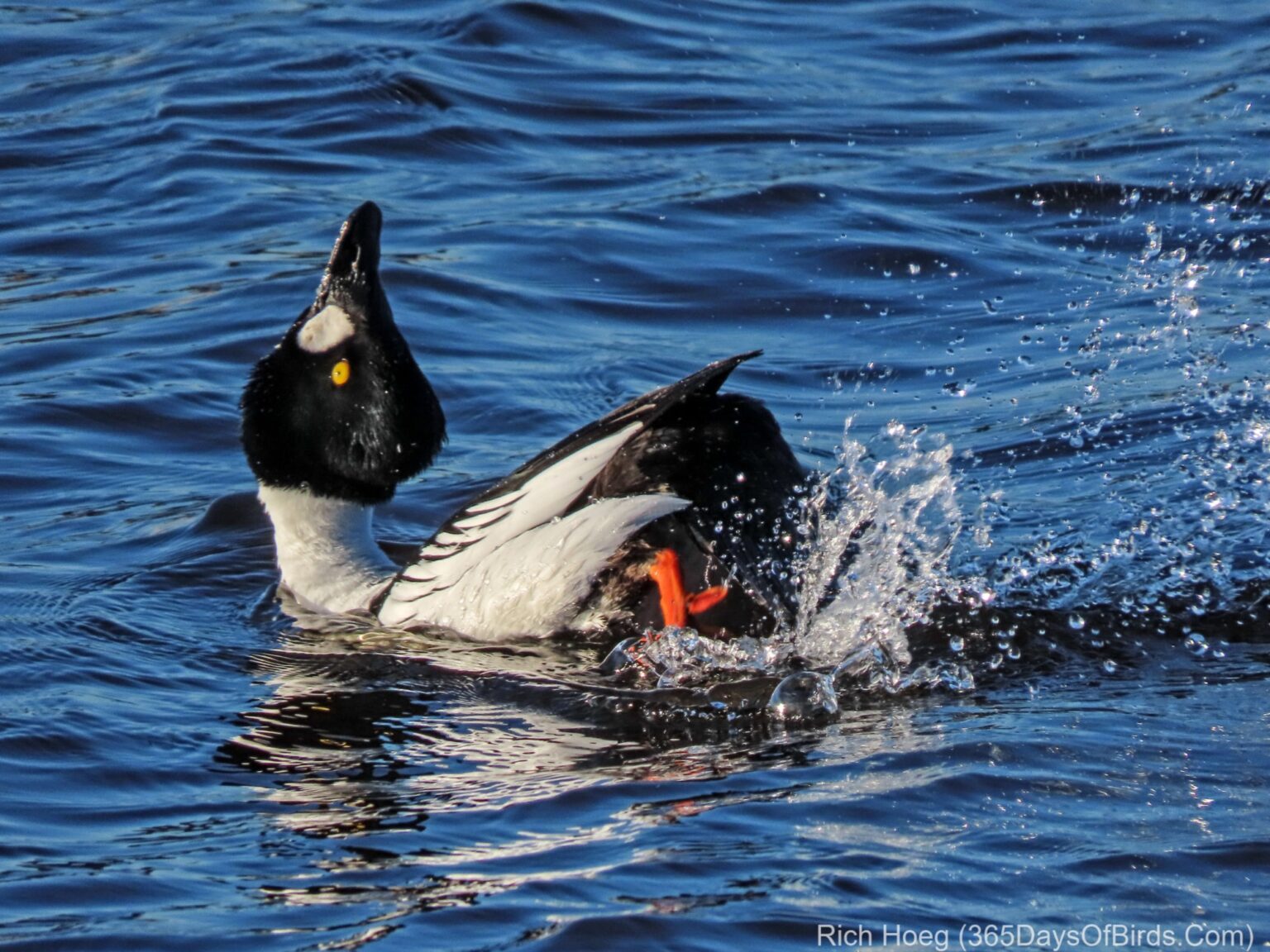 365 Days of Birds | Duluth, Minnesota based birder / photographer. Sax ...