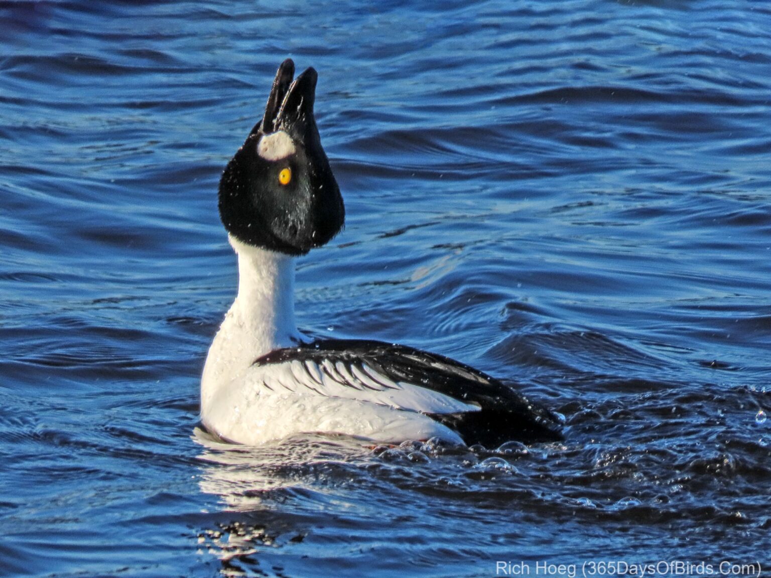 365 Days of Birds | Duluth, Minnesota based birder / photographer. Sax ...